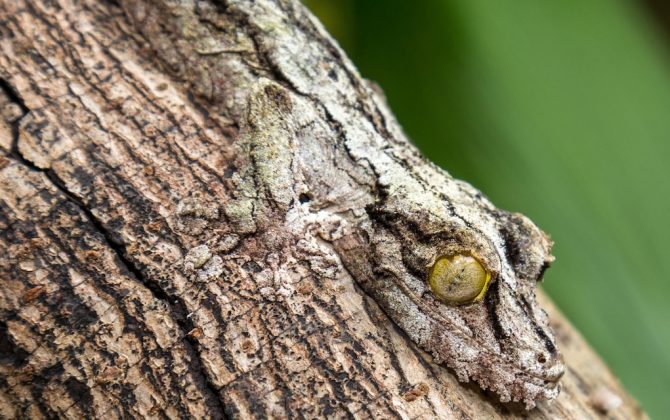 Camouflage Cameras | Vedosoft